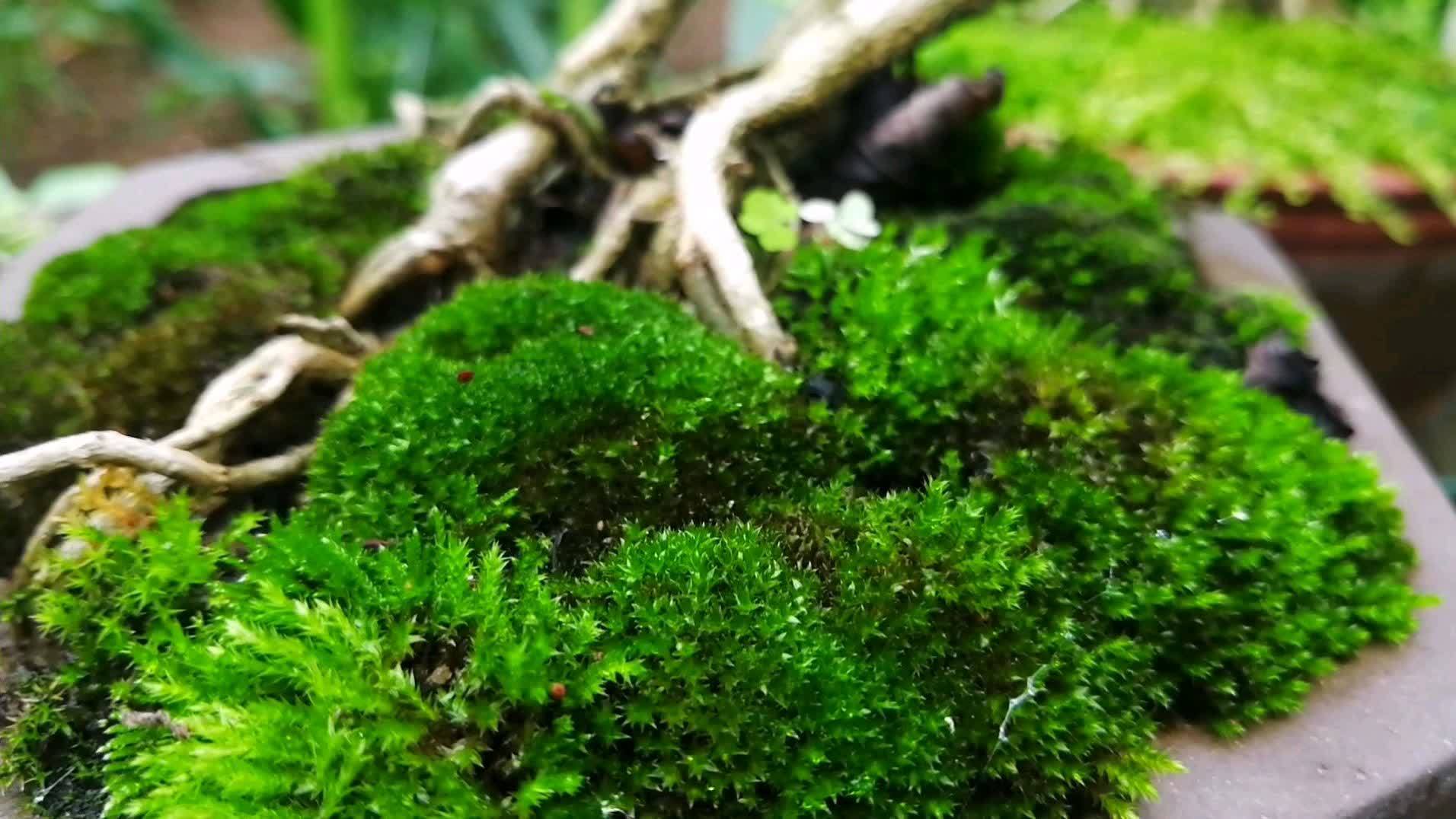 几个月前换盆的水杨梅长势不错,青苔也格外水灵!
