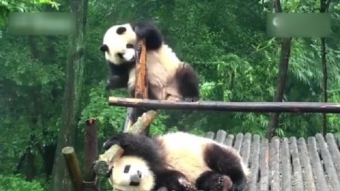 这魔性妖娆的钢管舞…没想到你是这样的国宝[doge]