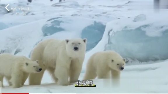 八个月未进食的北极熊是怎么生存的呢?难道有特异功能?