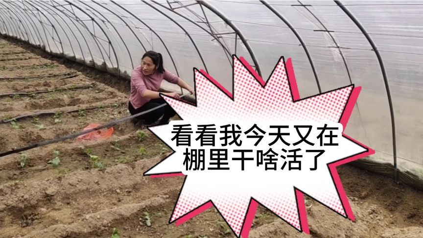 今天在棚里安装滴灌,挺简单的,一学就会
