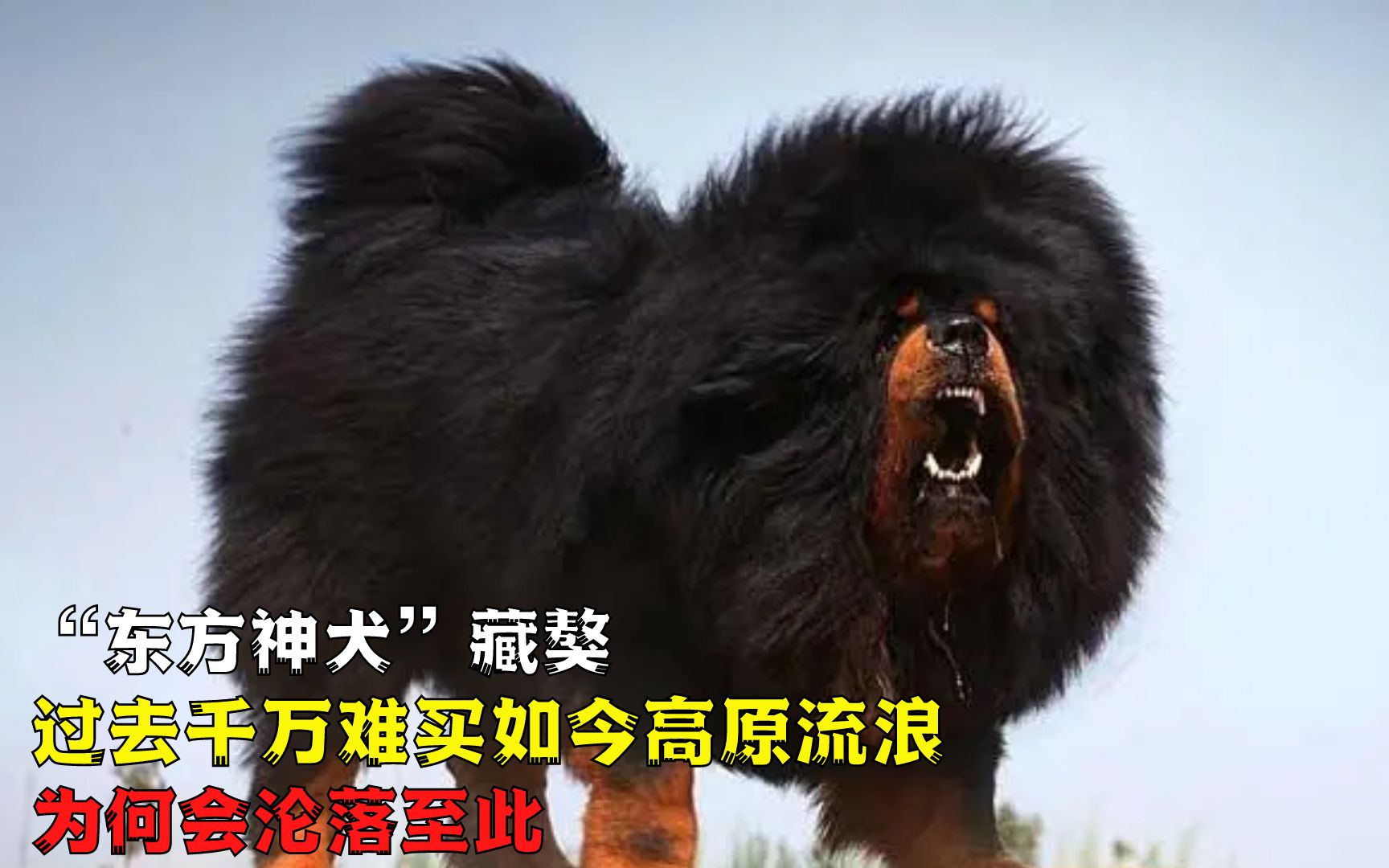 “东方神犬”藏獒,过去千万难买如今高原流浪,为何会沦落至此?