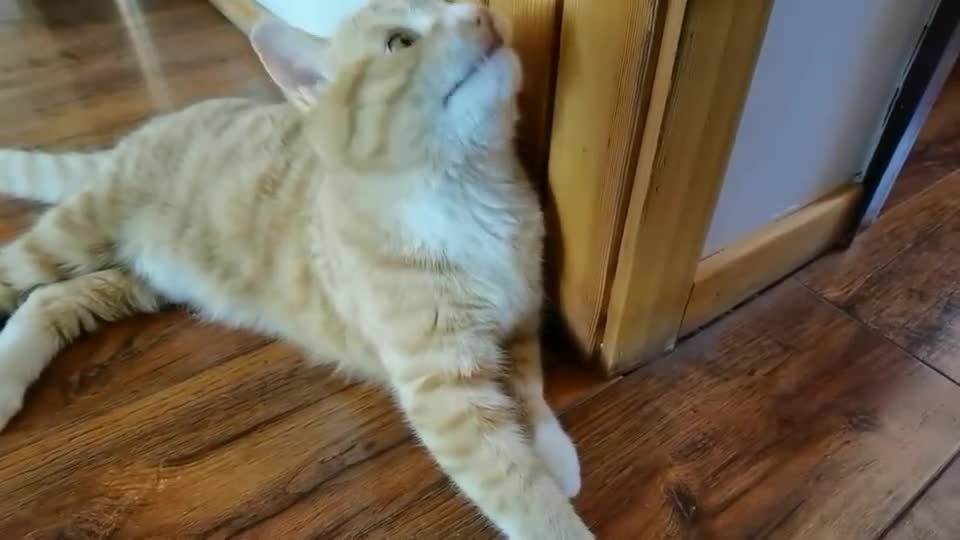 猫咪这么撒娇卖萌要吃的,你能忍住不给吗?