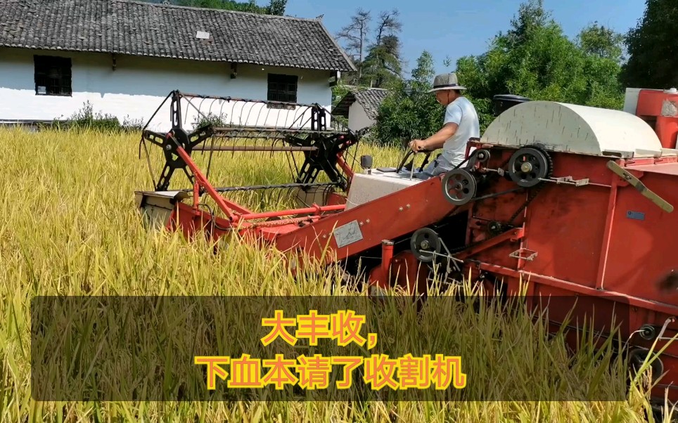 收获满满的季节,回家收稻谷了,手工割太累,请机子割太爽了!