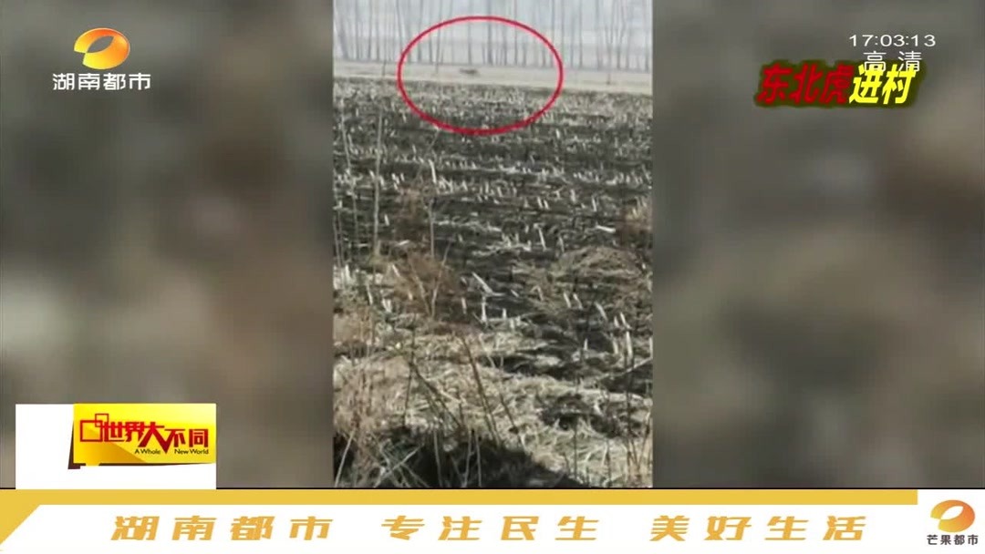 黑龙江一野生东北虎进村!一掌拍碎小车车窗,现场险象环生