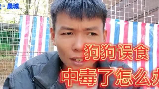 狗狗中毒了怎么办?看看我是怎么操作的