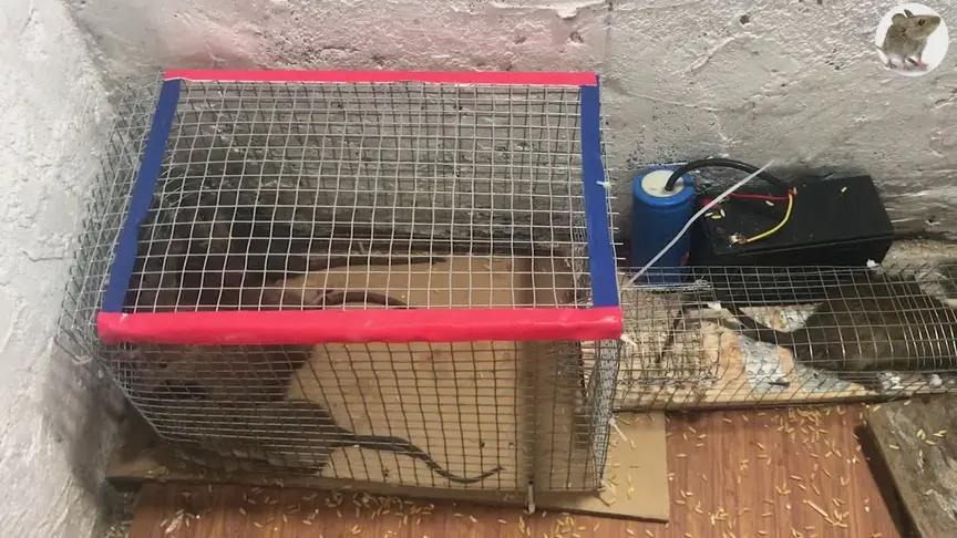"飞檐走壁",网友自制的电击捕鼠器,逼的老鼠在笼子里面找出路