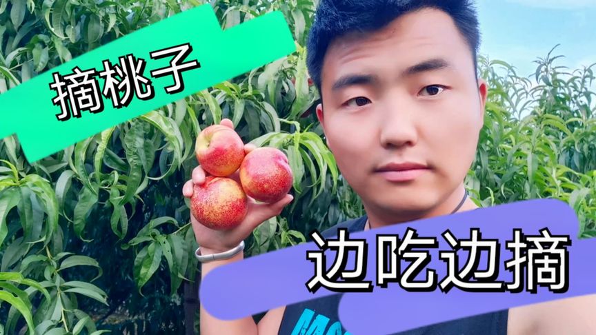 今天去摘桃子,10块钱一桶随便吃随便摘。