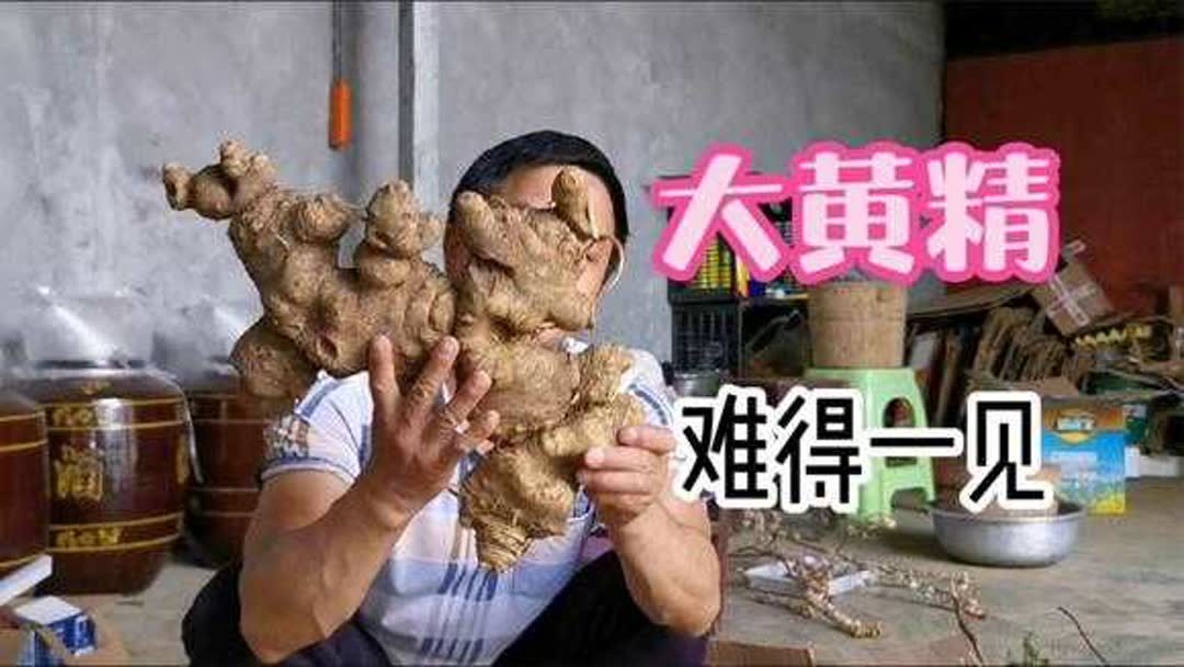 贵州黔西南的野生黄精,十年以上的营养更丰富,网友:越来越少了