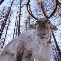 糯米圆子爱扒拉 