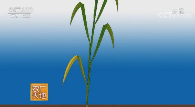 [农广天地]机插水稻再生栽培技术 20180619
