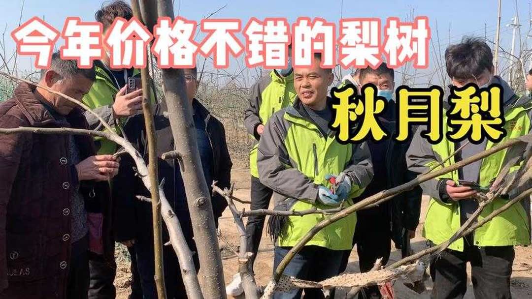 秋月梨的管理一定不要走弯路!