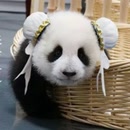 你看我个深井冰 