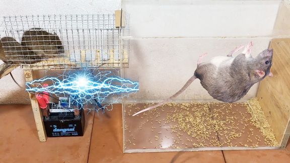 全自动电流捕鼠器，老鼠都被电到跳舞了，实在太好笑