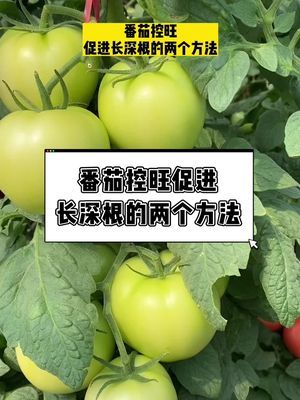 番茄控旺促进长深根的两个方法#现代农业 #农业种植 #种植技术 #番茄.