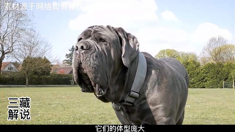 科普世界上最大的几种狗