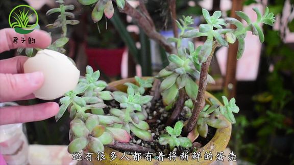 15天用一物,多肉植物在生长期爆得快,芽点长得多