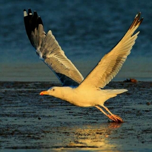 智慧物业设施设备管理研究会 