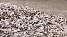 7日在陕西咸阳,网传一水库放水后,河岸边出现大量死鱼。