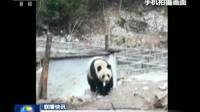 四川九寨沟村民发现野生大熊猫