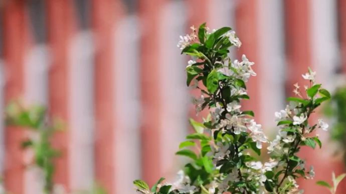 果然视频|国内多所院校连放7天"春假",鼓励学生去赏花恋爱