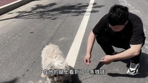狗狗一步一拐行走,夹子在腿上,再不处置这条腿就报废了#狗狗