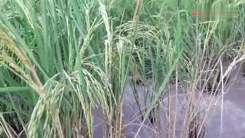 农村大叔在稻田抓鱼,围这么一小圈,中午下酒菜不用愁咯!