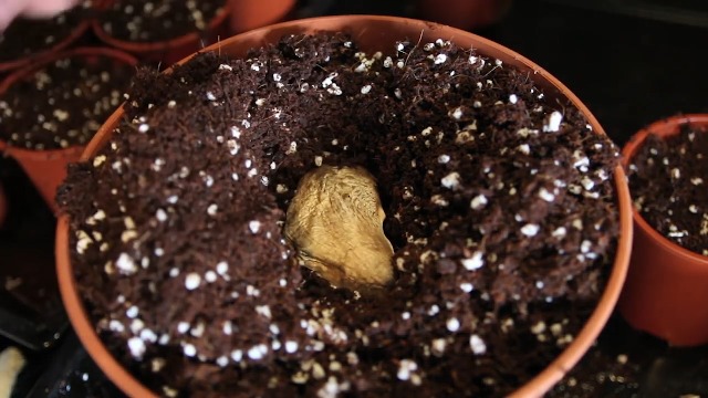 吃剩的芒果核不要扔,丢进花盆里比绿萝还要美,快去试试