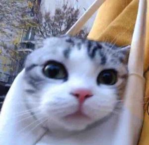 泰哥是只小暖猫 