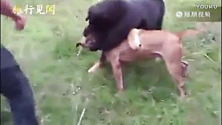 凶猛藏獒被比特犬活活咬死,百思不得其解