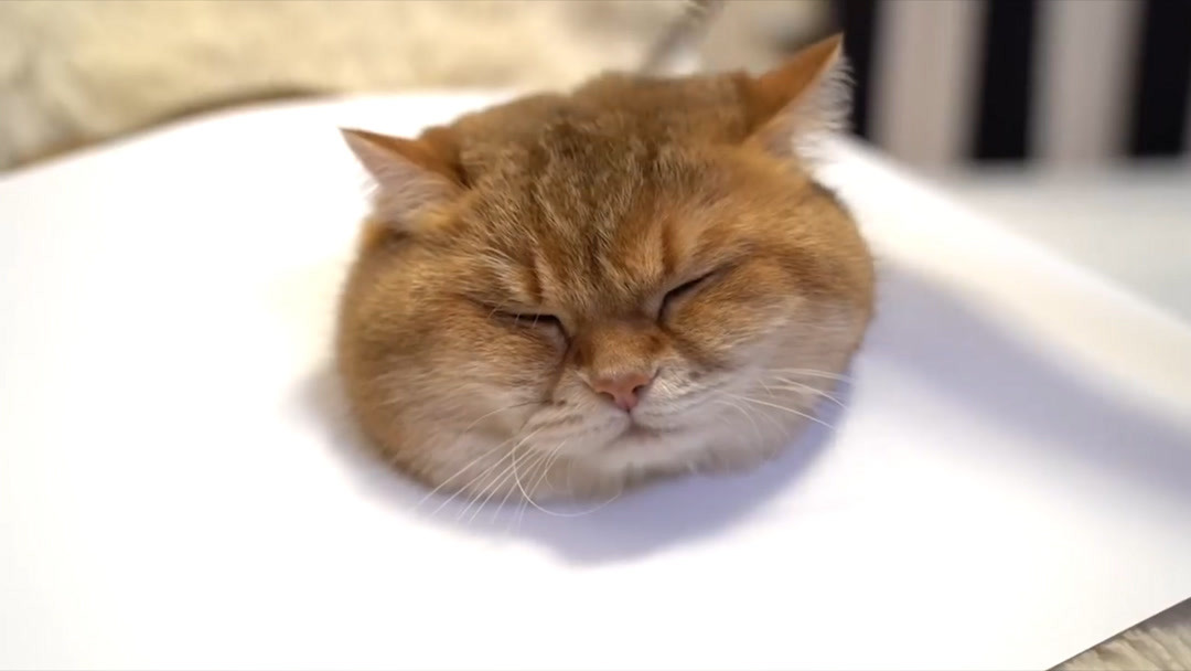 喜欢猫的看这里,一招教你学会画猫,学不会的再看一遍