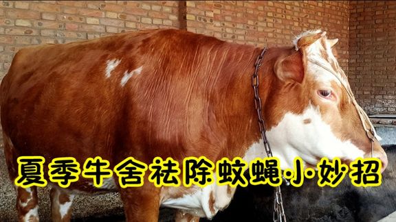 养牛经验:经济实用的灭蝇方法,用上之后牛舍很少受蚊蝇的侵扰
