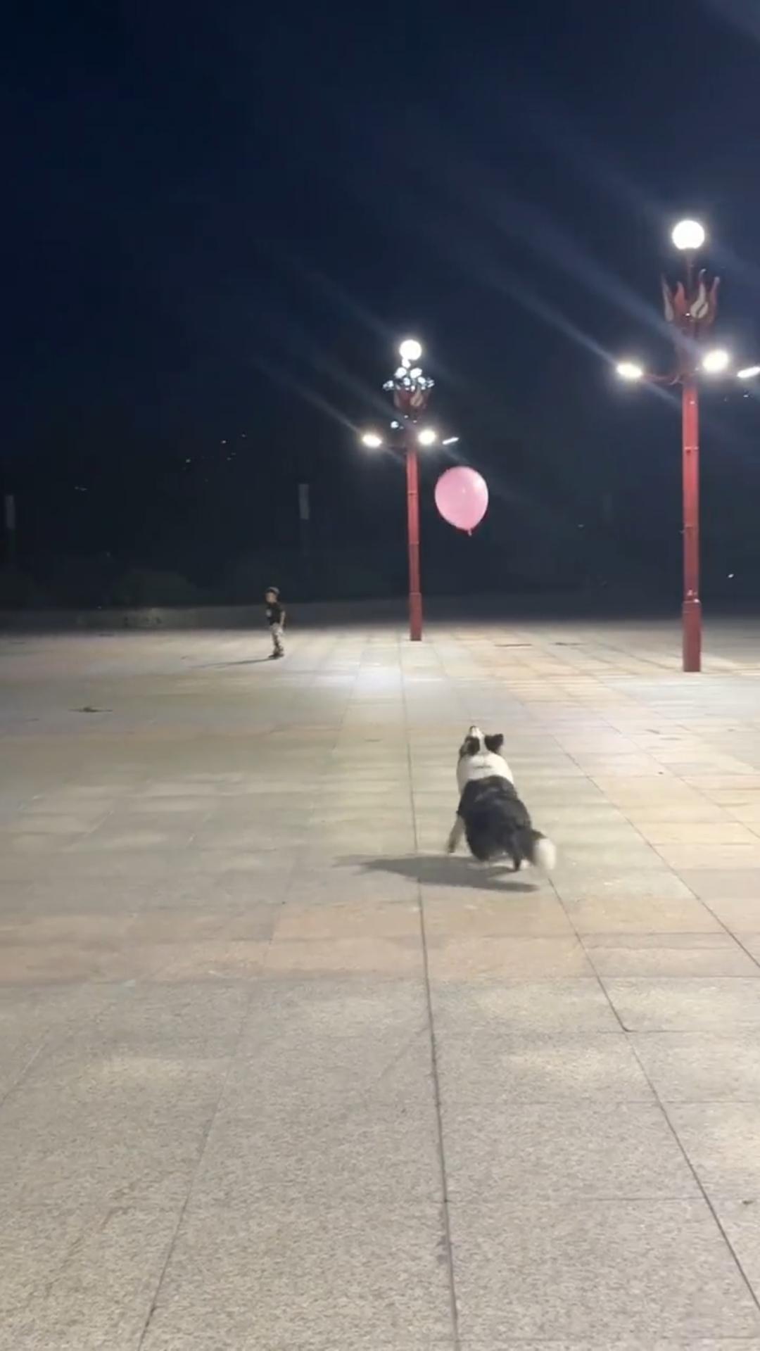 世界公认的狗狗智商排名第一的犬种,网友:狗是狗,边牧...