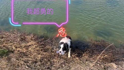 今天很热,带狗子去游泳,慢慢爱水