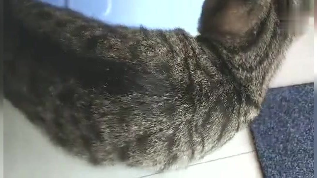 最幸福的时光就是,睡觉睡到自然醒,陪着猫咪玩游戏!