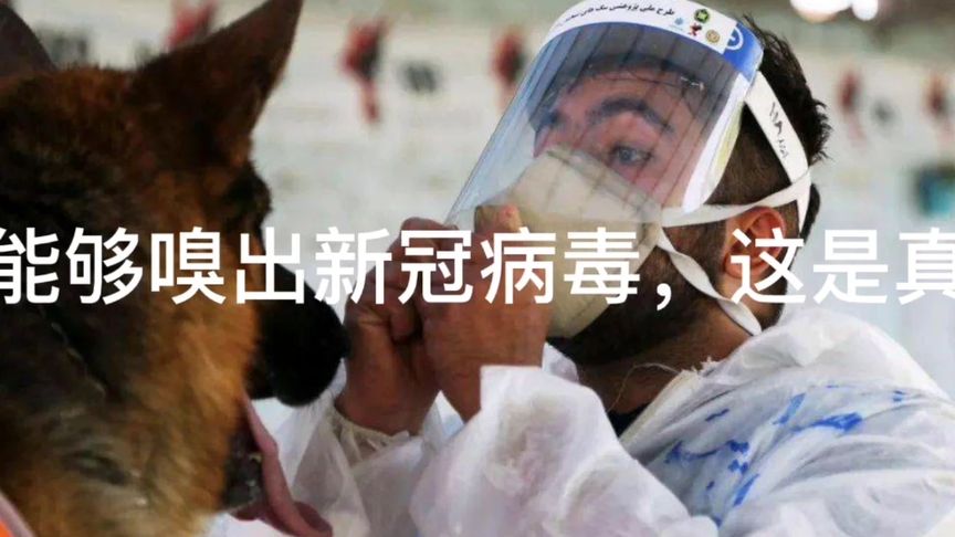 狗能够嗅出新冠病毒,这是真的吗
