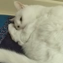 是苍蓝星啊 