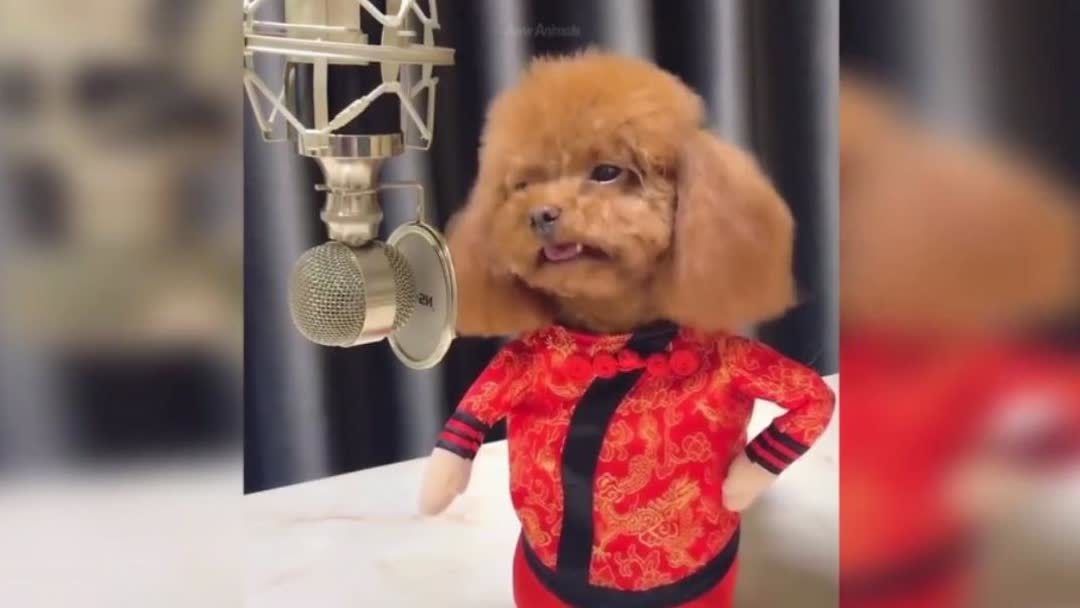 爆笑:这年头狗狗都成为网络主播了!