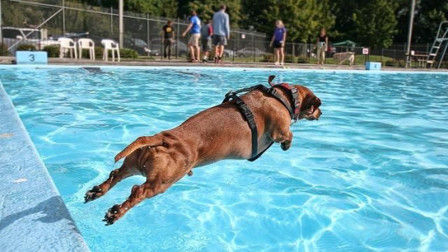狗狗果然天生会游泳,担心主人溺水,跳到泳池拉主人上岸