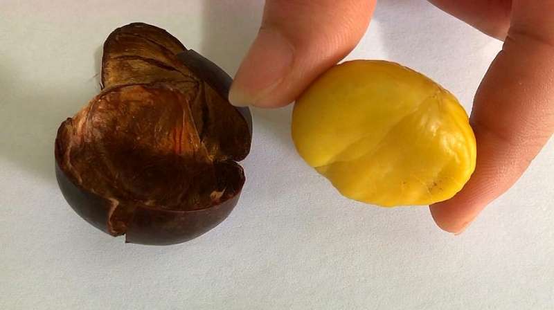 没想到剥生板栗这么简单,学会这个小窍门,一秒剥一个,太轻松了