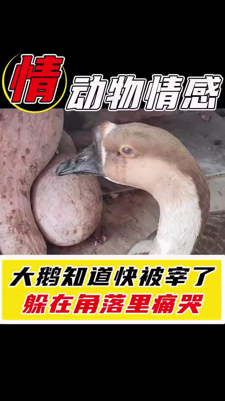 大鹅知道自己快被宰了,躲在角落里哭泣,动物会因害怕而哭泣吗?