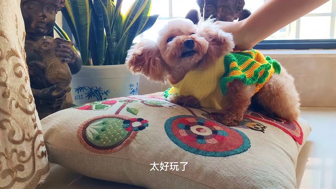千万不要给狗穿衣服,小泰迪猜猜穿衣过程请看到最后,笑到脚抽筋