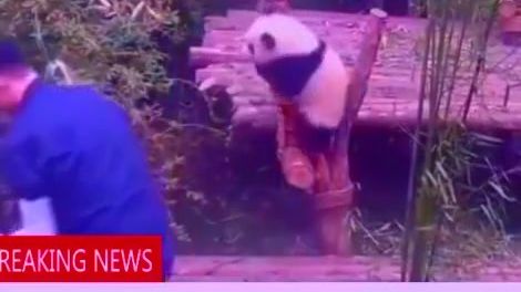 可爱熊猫宝宝“抱大腿”成美国网红