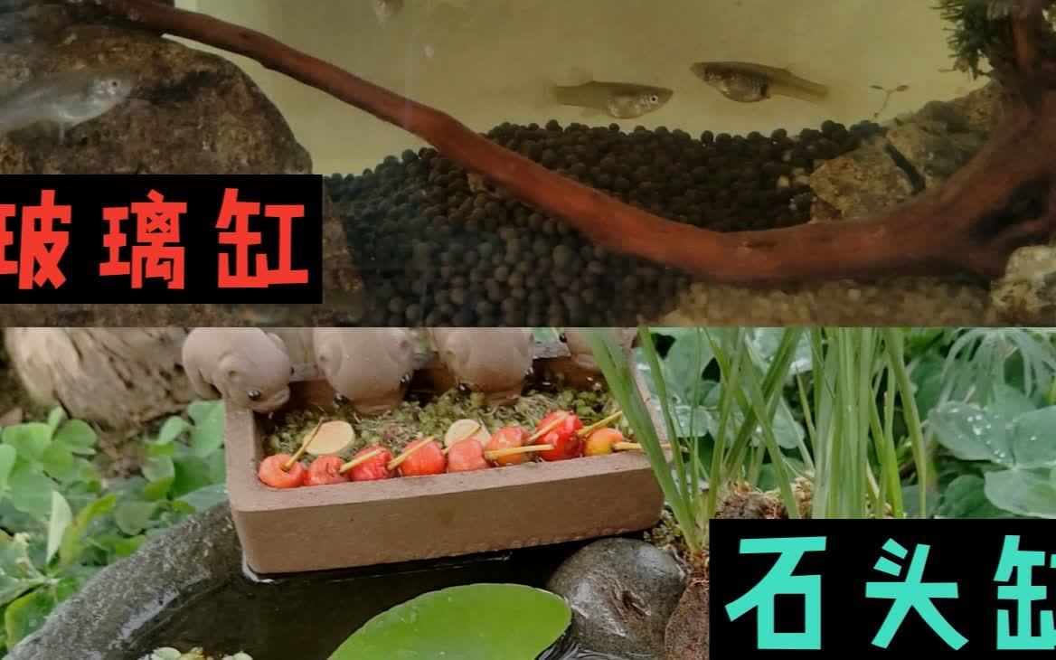 用玻璃鱼缸和石头鱼缸养鱼,观赏鱼入水之前要过水