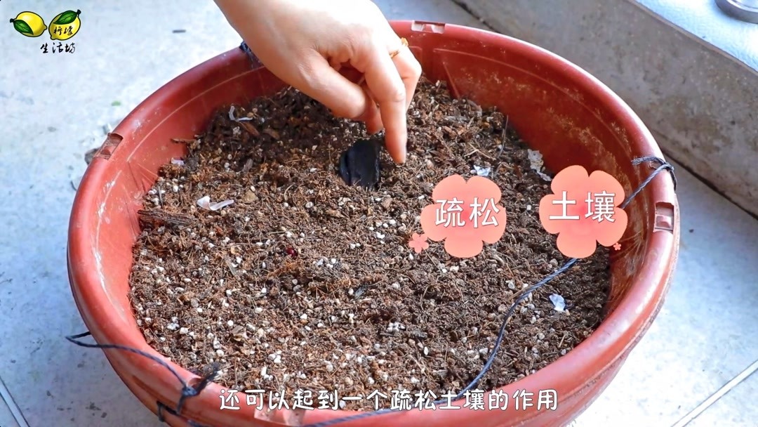 农村路边的柳树皮，用途你肯定想不到，太厉害了，看完又涨知识了
