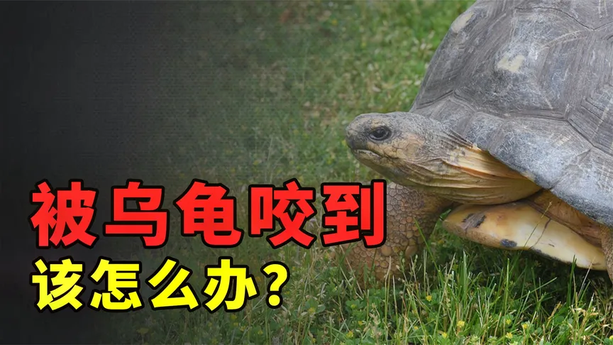 如果不小心被乌龟咬到,它又越咬越紧怎么办?教你“龟口脱险”