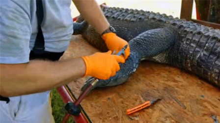 鳄鱼被活剥取皮过程曝光,场面太残忍!网友:以后再不买奢侈品了