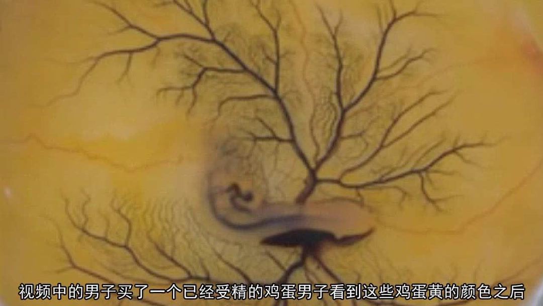 给已经受精的鸡蛋注入墨水会发生什么?随后意想不到的事情发生了