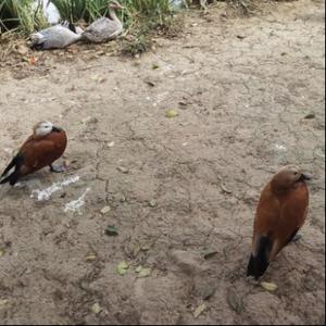 一心一意星星HA 