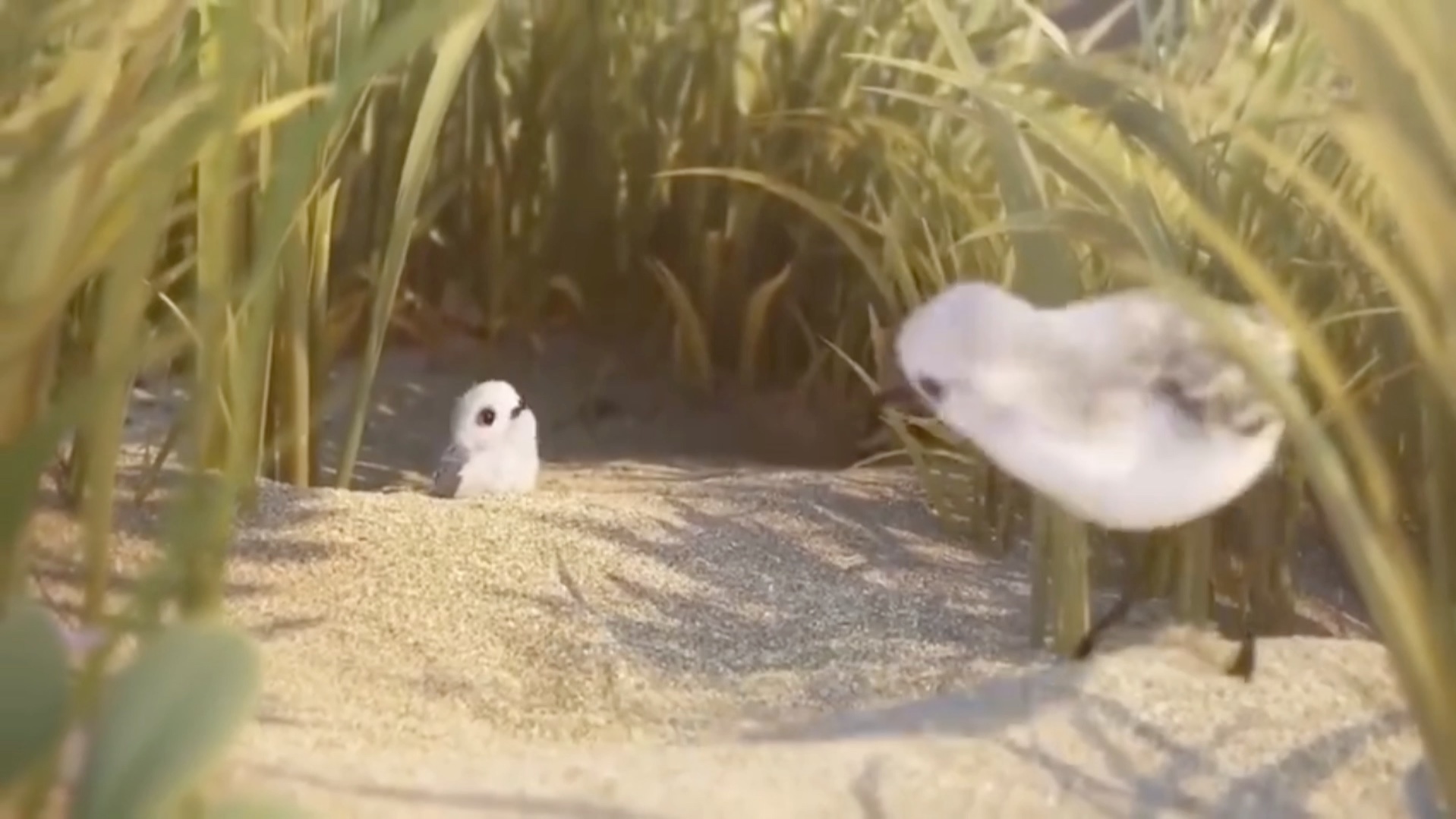 皮克斯获奖动画短片《鹬》成长是不可避免,愿你勇于挑战,勇闯天涯