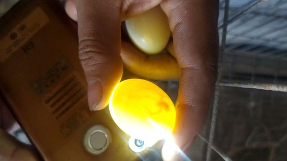 第五窝蛋,终于有一个是受精蛋了